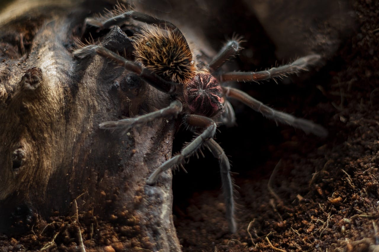 🕷️ Mygale de Provence : habitat, description et comportements